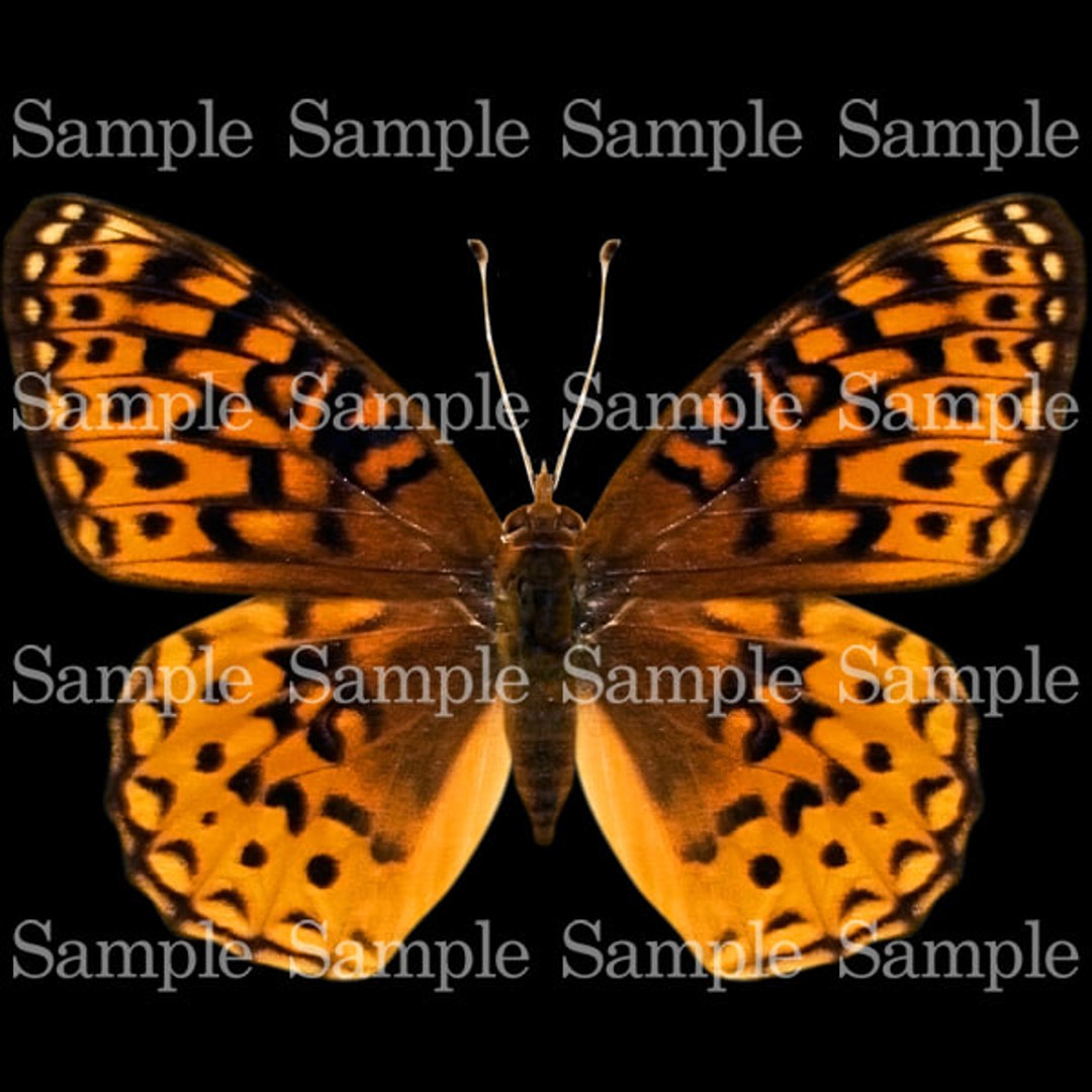 Insect Texture Texture Pack 2 - TurboSquid 648033