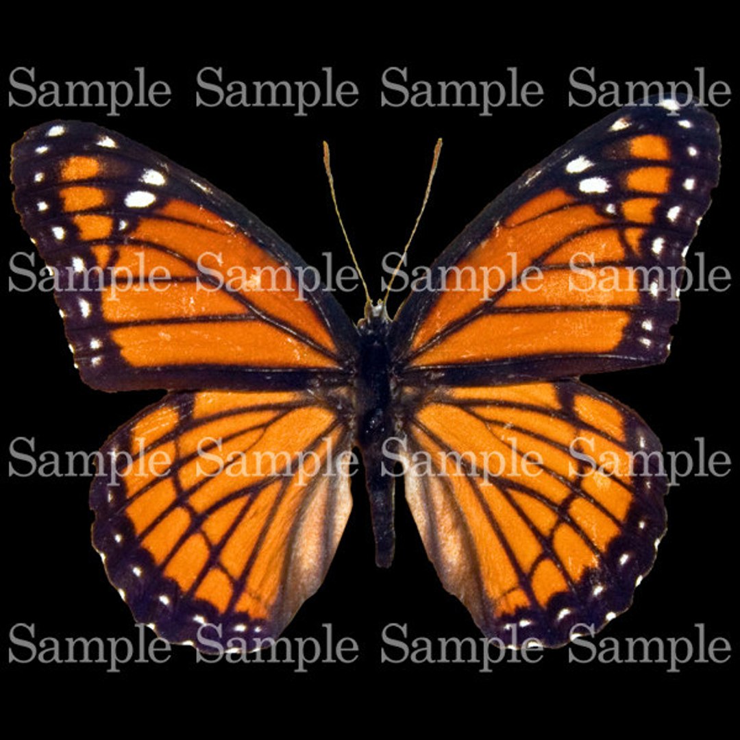 Insect Texture Texture Pack 2 - TurboSquid 648033