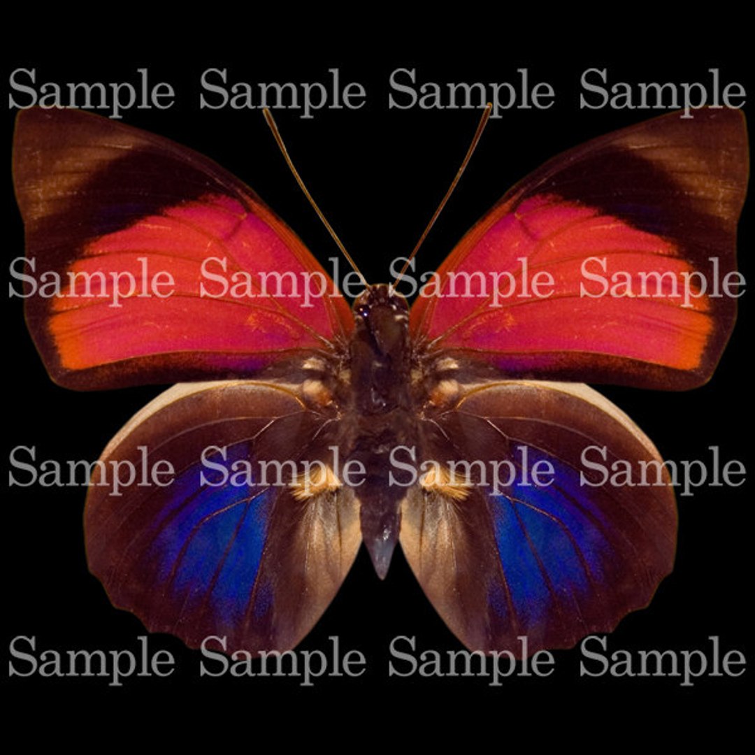 Insect Texture Texture Pack 2 - TurboSquid 648033