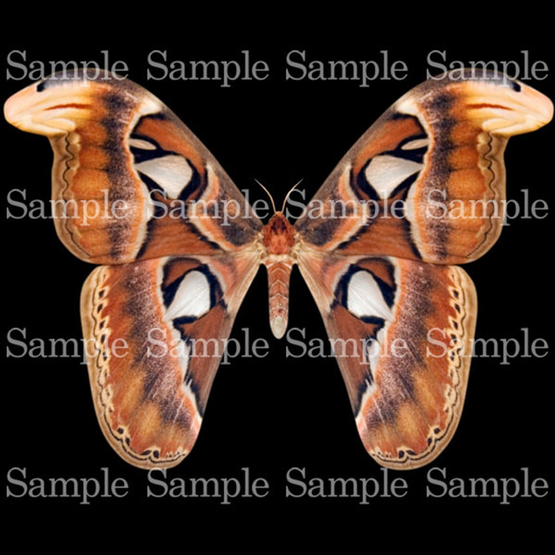 Insect Texture Texture Pack 2 - TurboSquid 648033