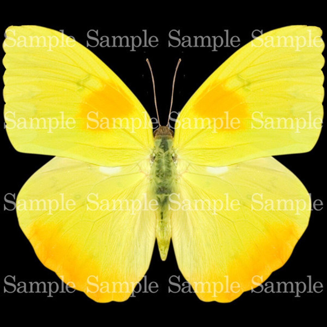 Insect Texture Texture Pack 2 - TurboSquid 648033