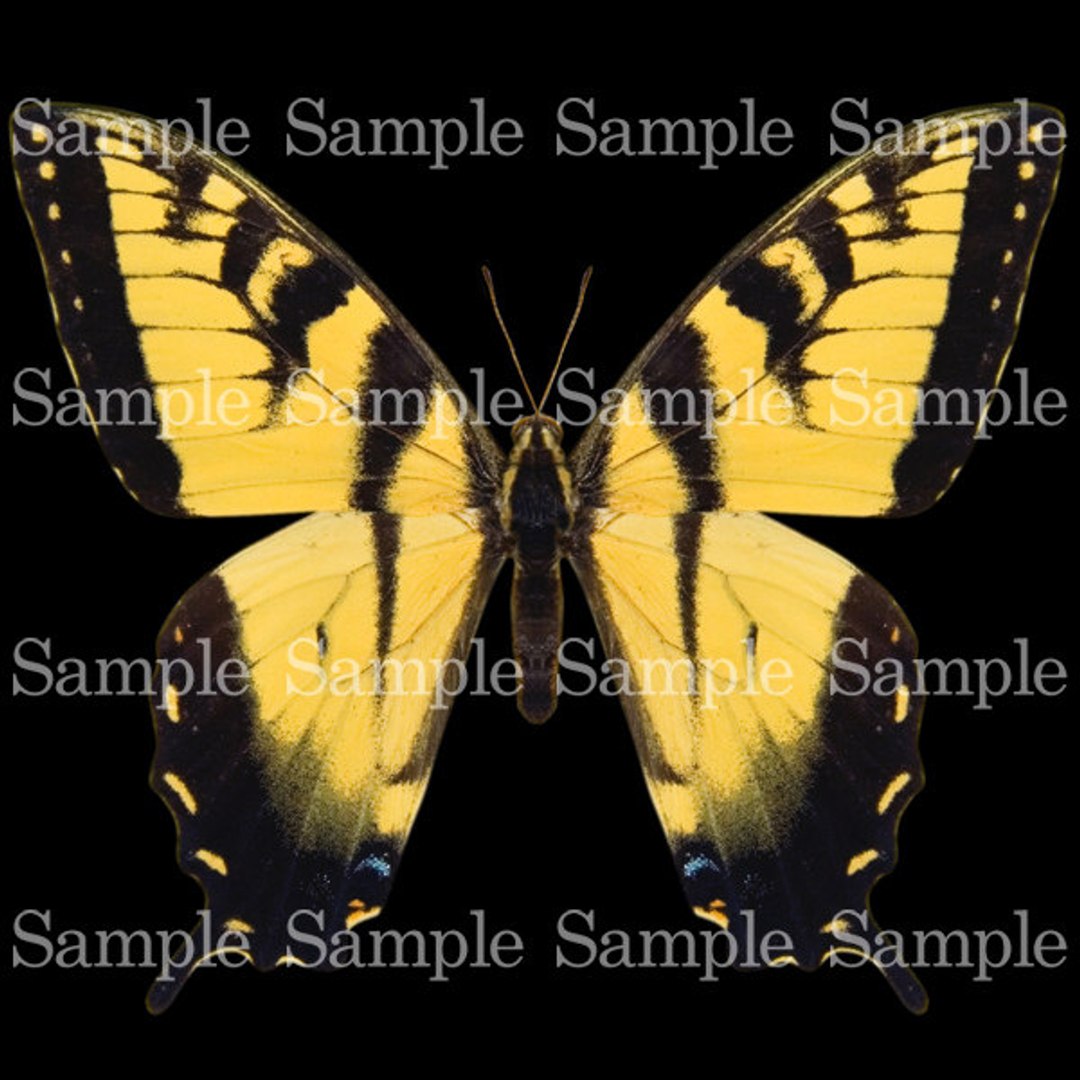 Insect Texture Texture Pack 2 - TurboSquid 648033