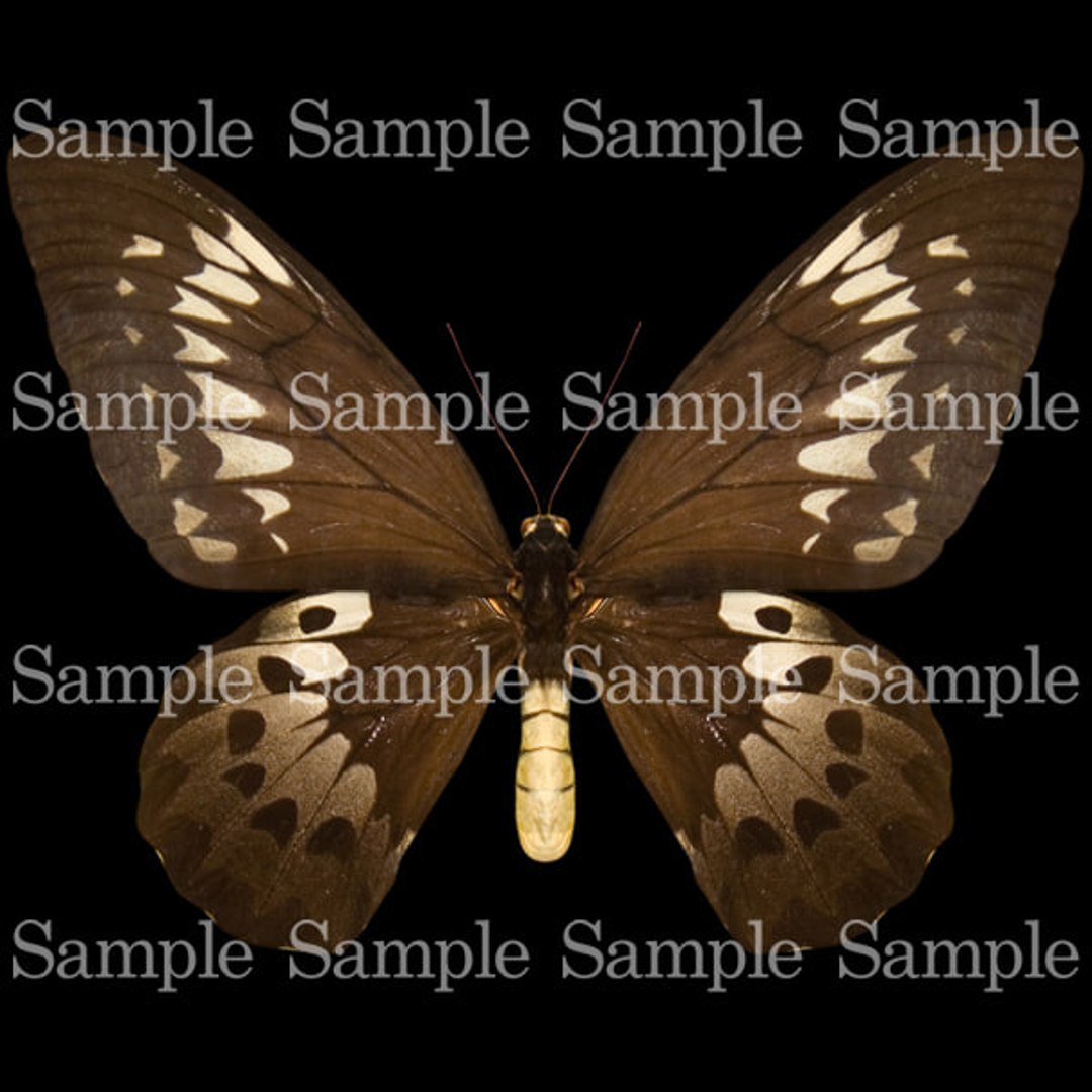 Insect Texture Texture Pack 2 - TurboSquid 648033