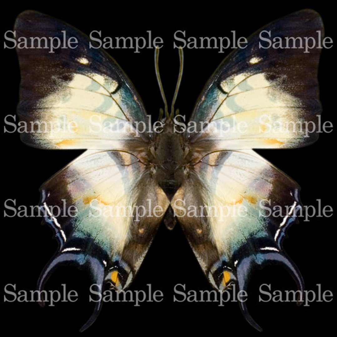 Insect Texture Texture Pack 2 - TurboSquid 648033