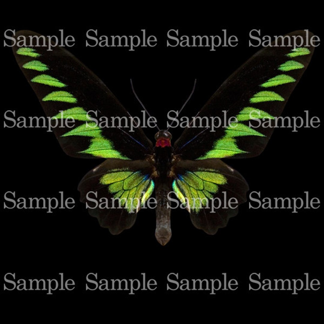 Insect Texture Texture Pack 2 - TurboSquid 648033