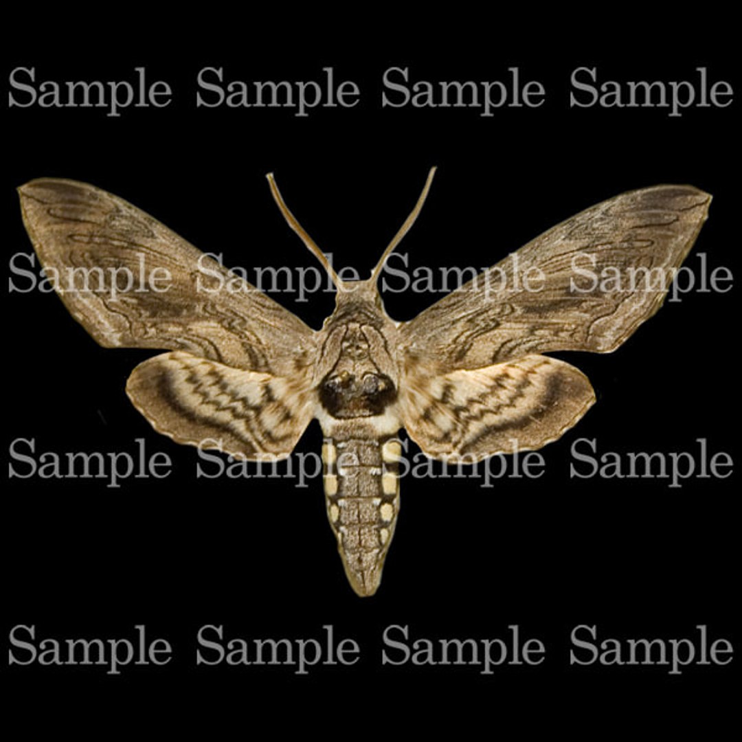 Insect Texture Texture Pack 2 - TurboSquid 648033