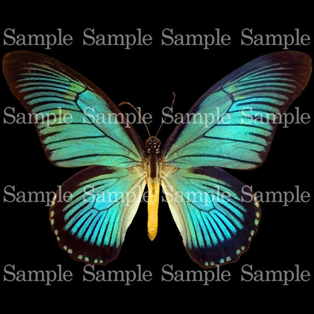 Insect Texture Texture Pack 2 - TurboSquid 648033