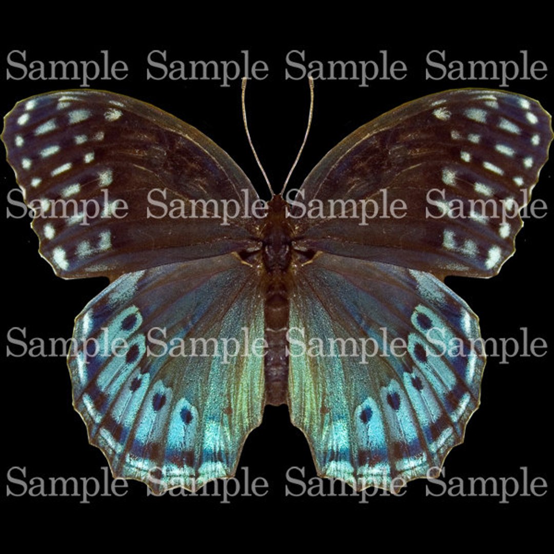 Insect Texture Texture Pack 2 - TurboSquid 648033