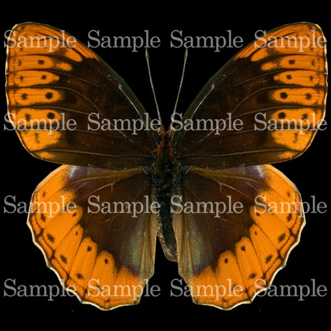 Insect Texture Texture Pack 2 - TurboSquid 648033