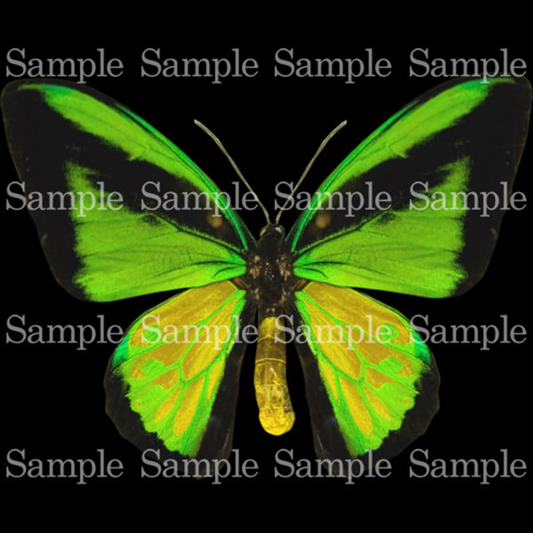 Insect Texture Texture Pack 2 - TurboSquid 648033