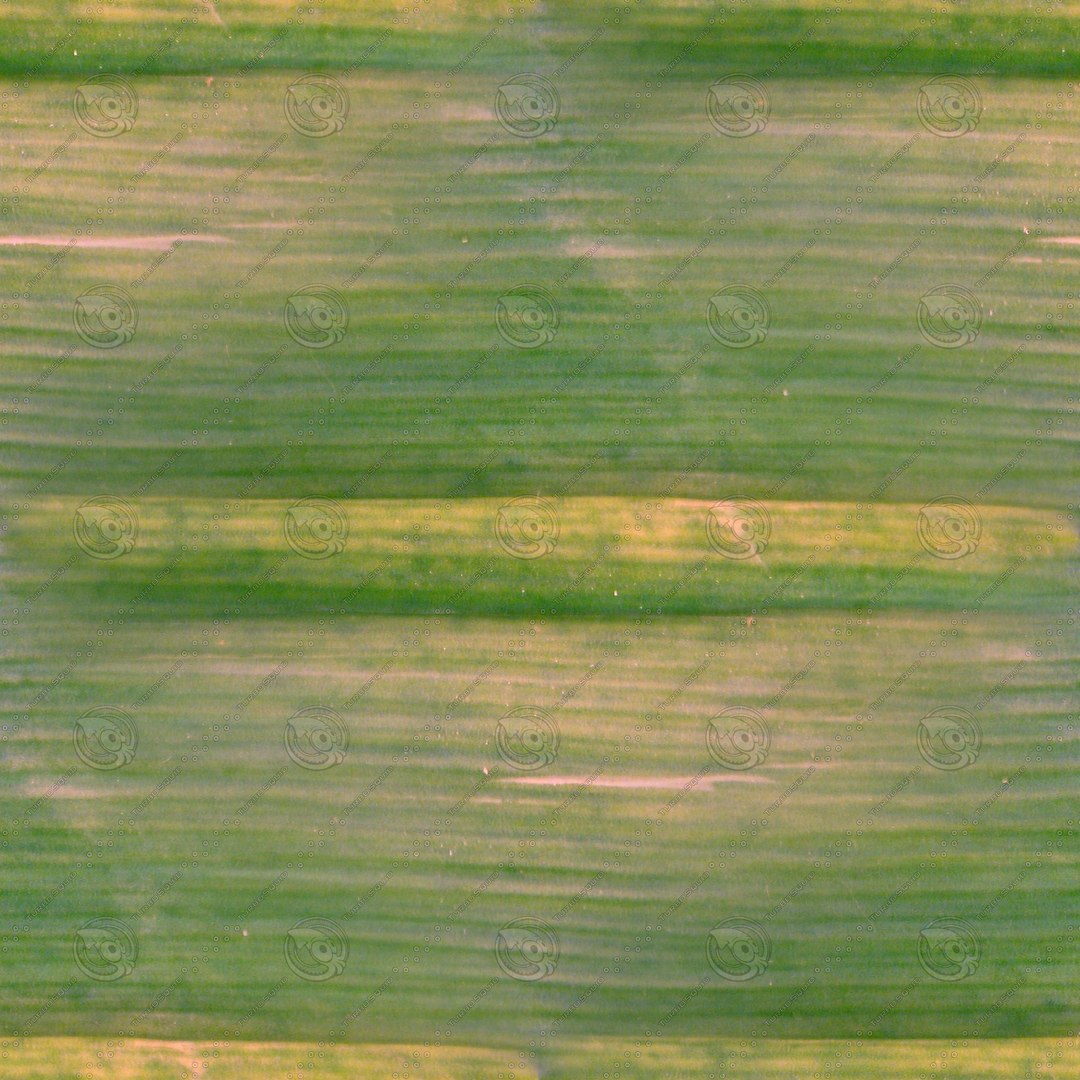 leek section textures shot set - TurboSquid 695414