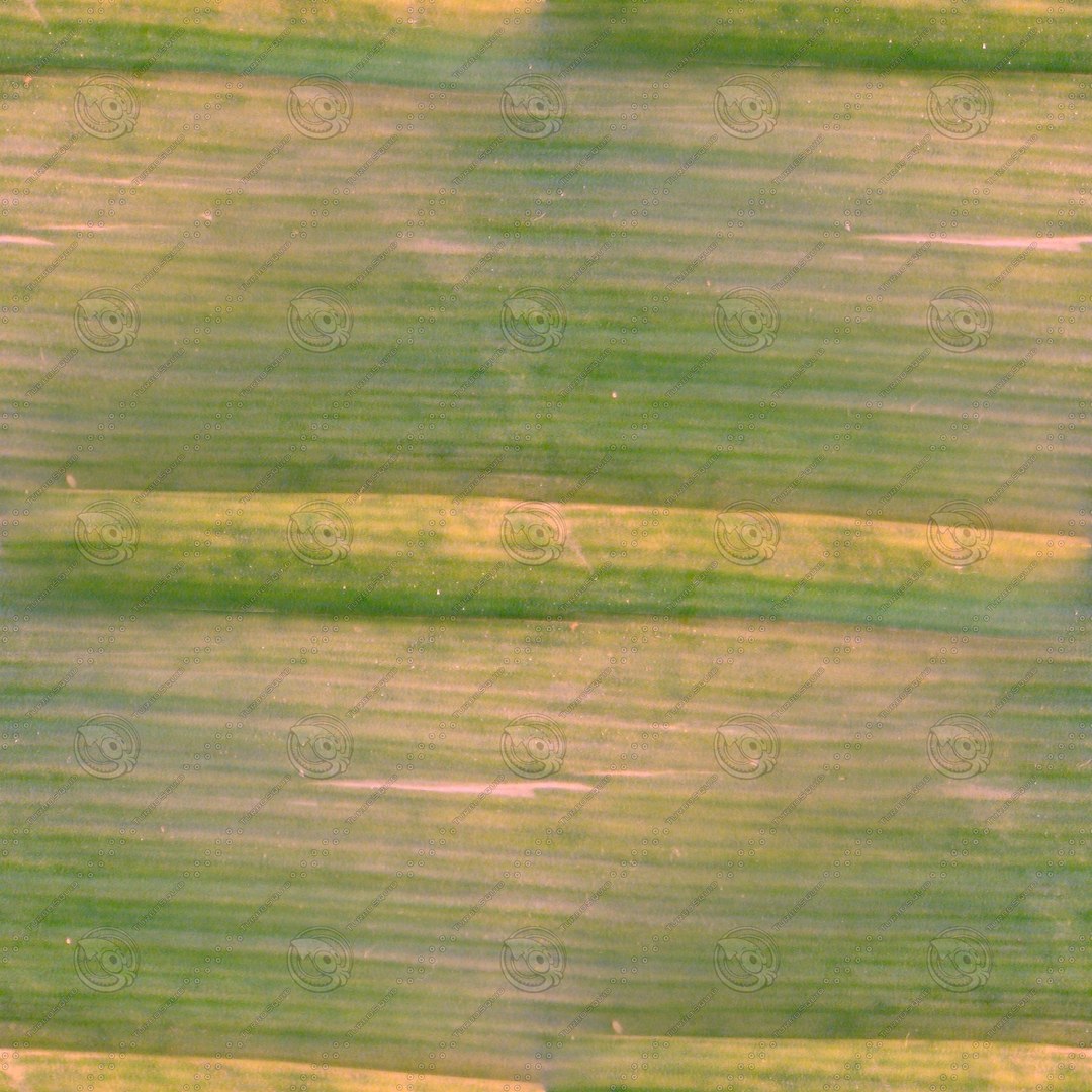 leek section textures shot set - TurboSquid 695414