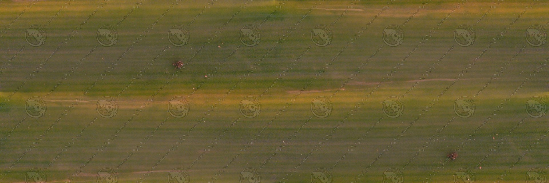 leek section textures shot set - TurboSquid 695414