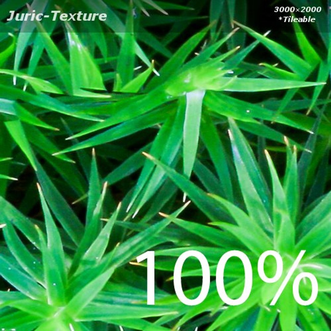 Forest Moss Texture 421 A - TurboSquid 705830