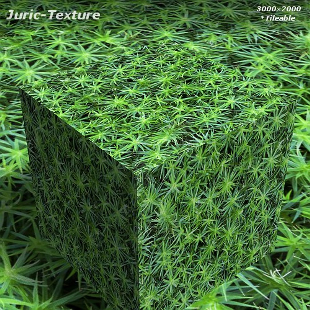 Forest Moss Texture 421 A - TurboSquid 705830