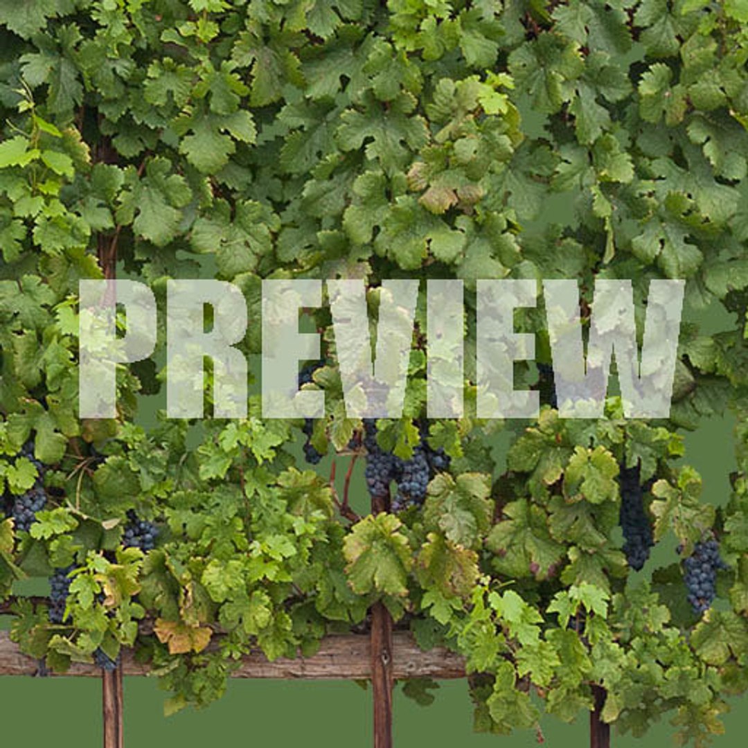 oldest grape vine (texture cutout) - TurboSquid 739699