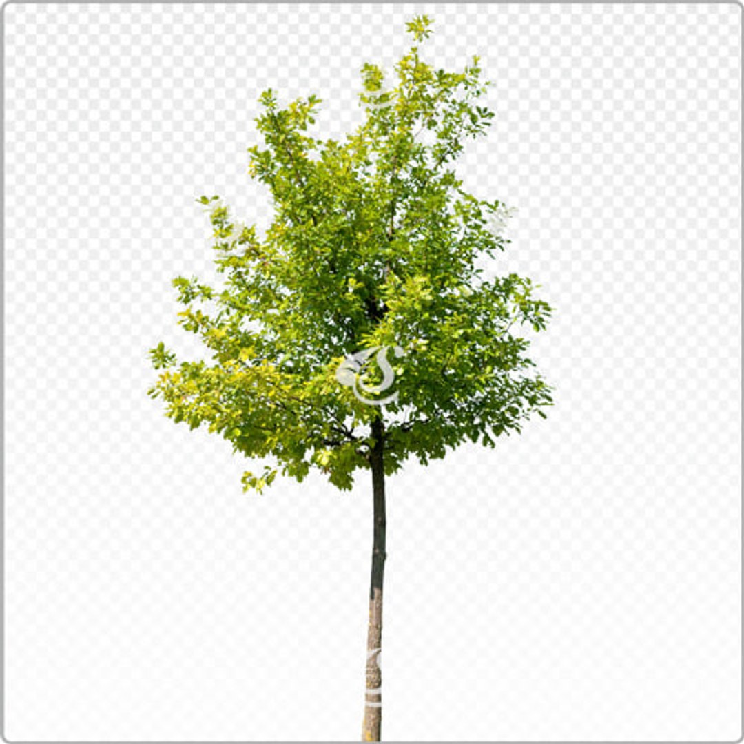 Querob_y_031_sum - TurboSquid 702757