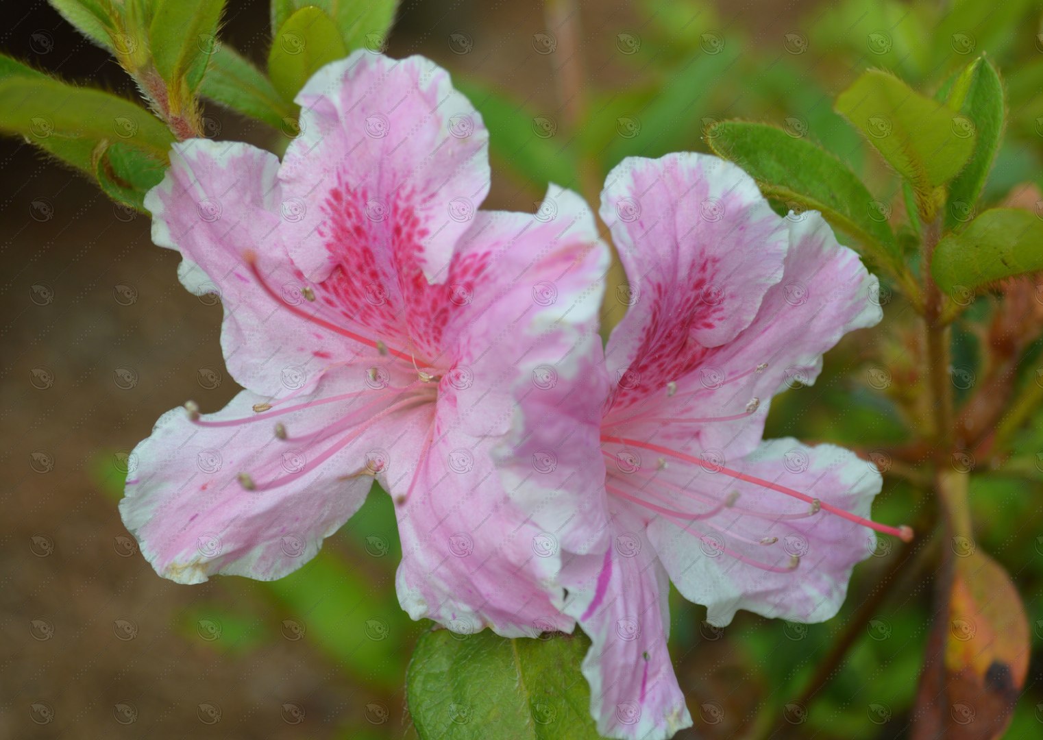 Azalea Flower - TurboSquid 742253