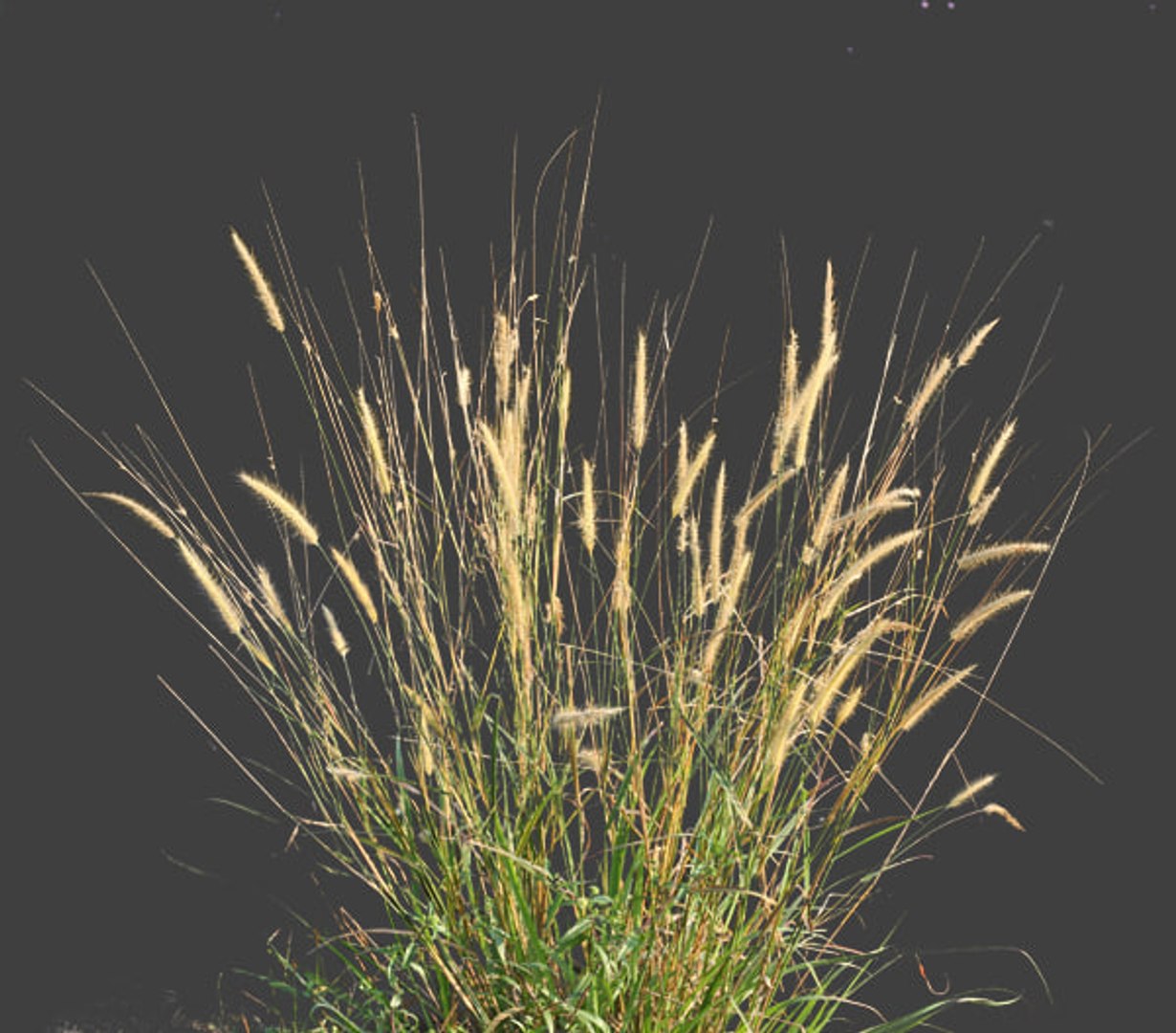 wild grass - TurboSquid 769600