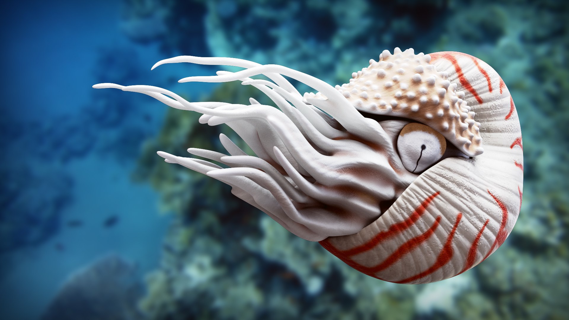 Water Ocean Nautilus 3d Model