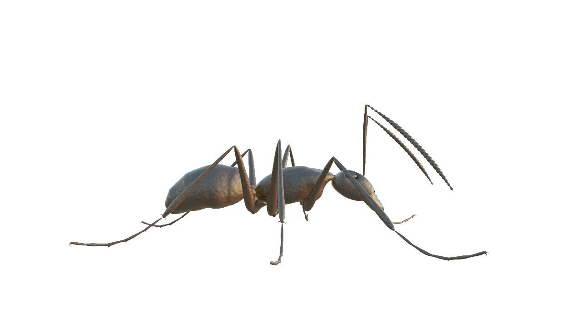 Walking Ant 3ds
