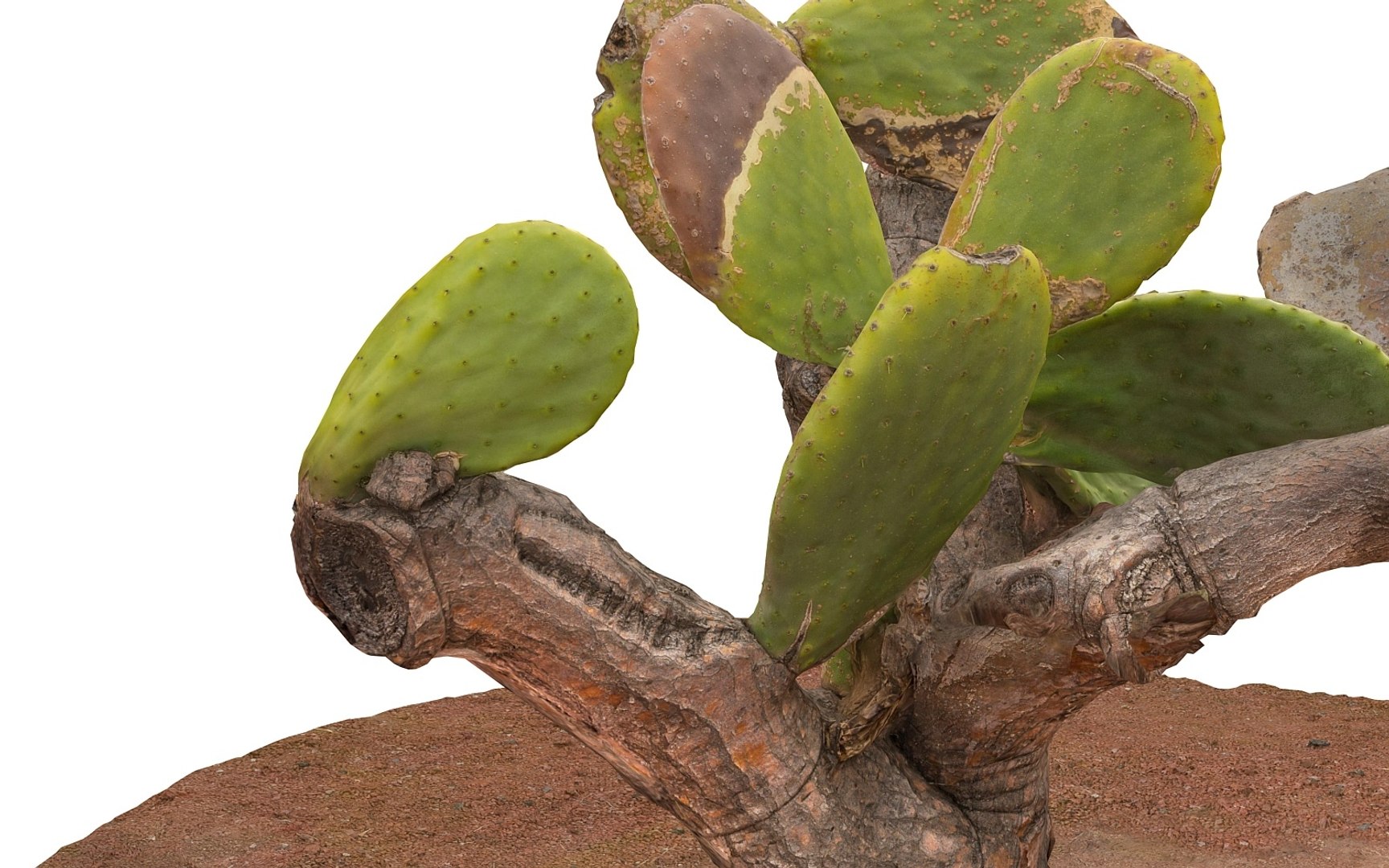 real cactus 8k 3d max