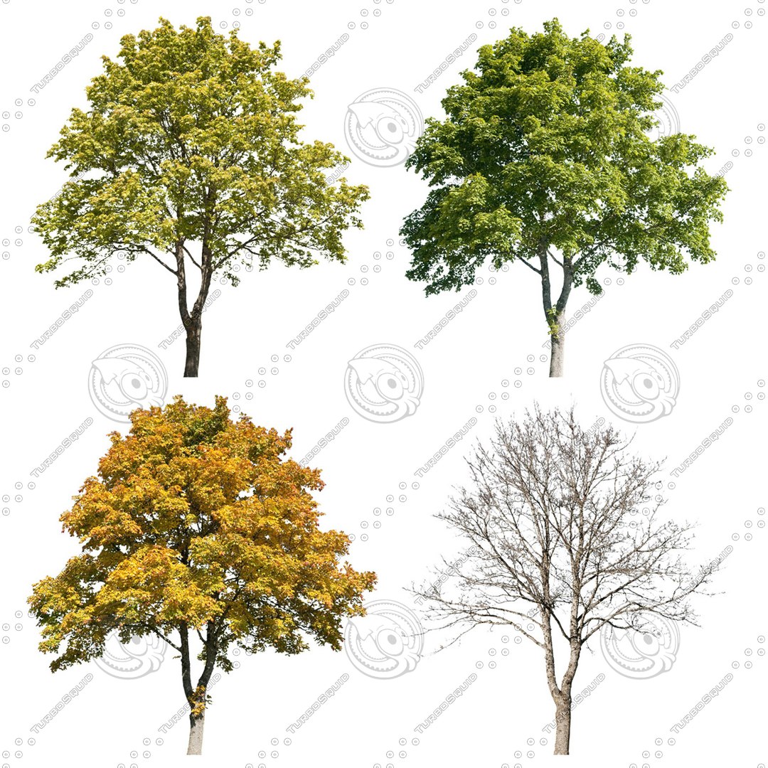 Cutout Tree - 4 Seasons - Norway Maple (Acer Platanoides) - TurboSquid ...