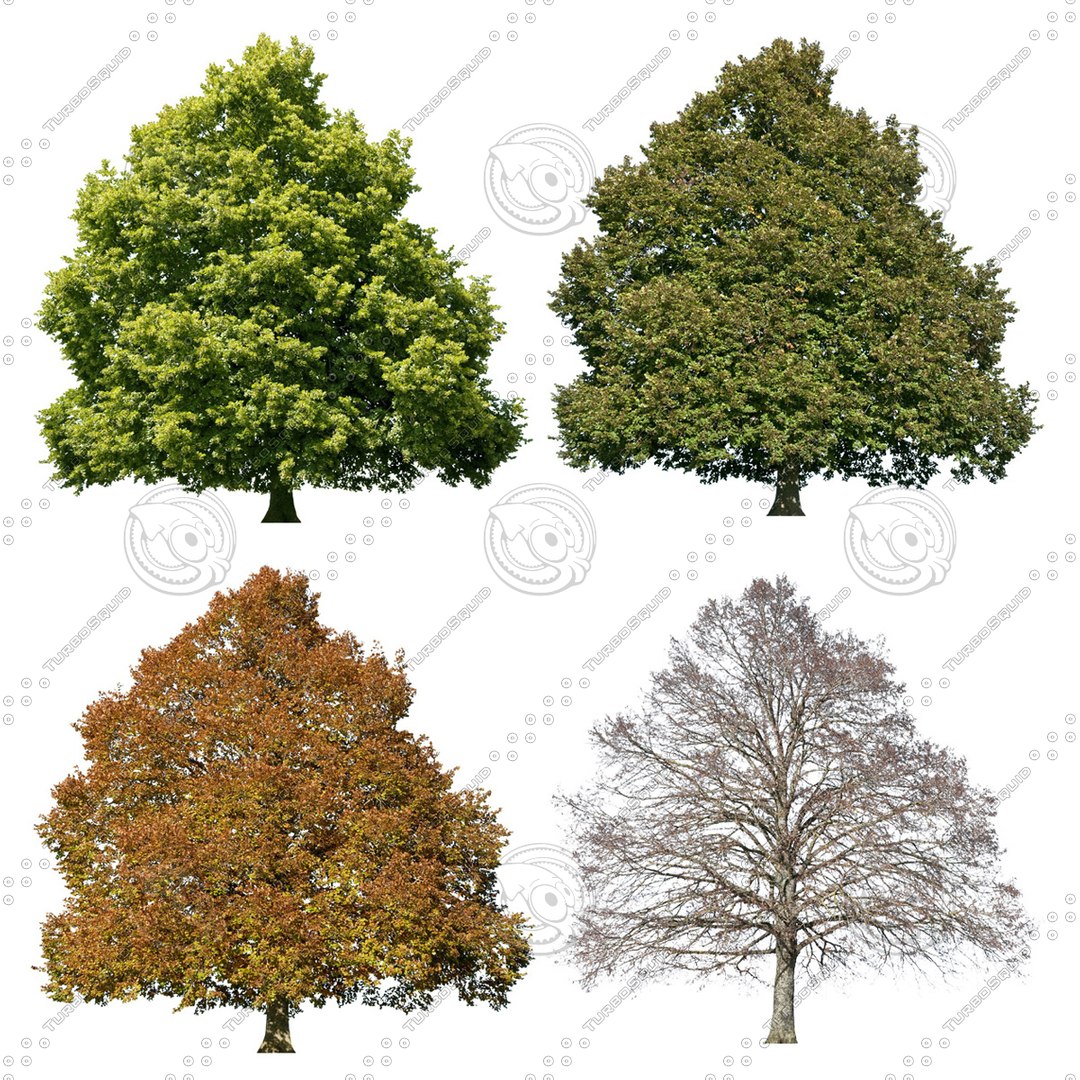 Cutout tree - 4 seasons - Linden (Tilia) - TurboSquid 1115092