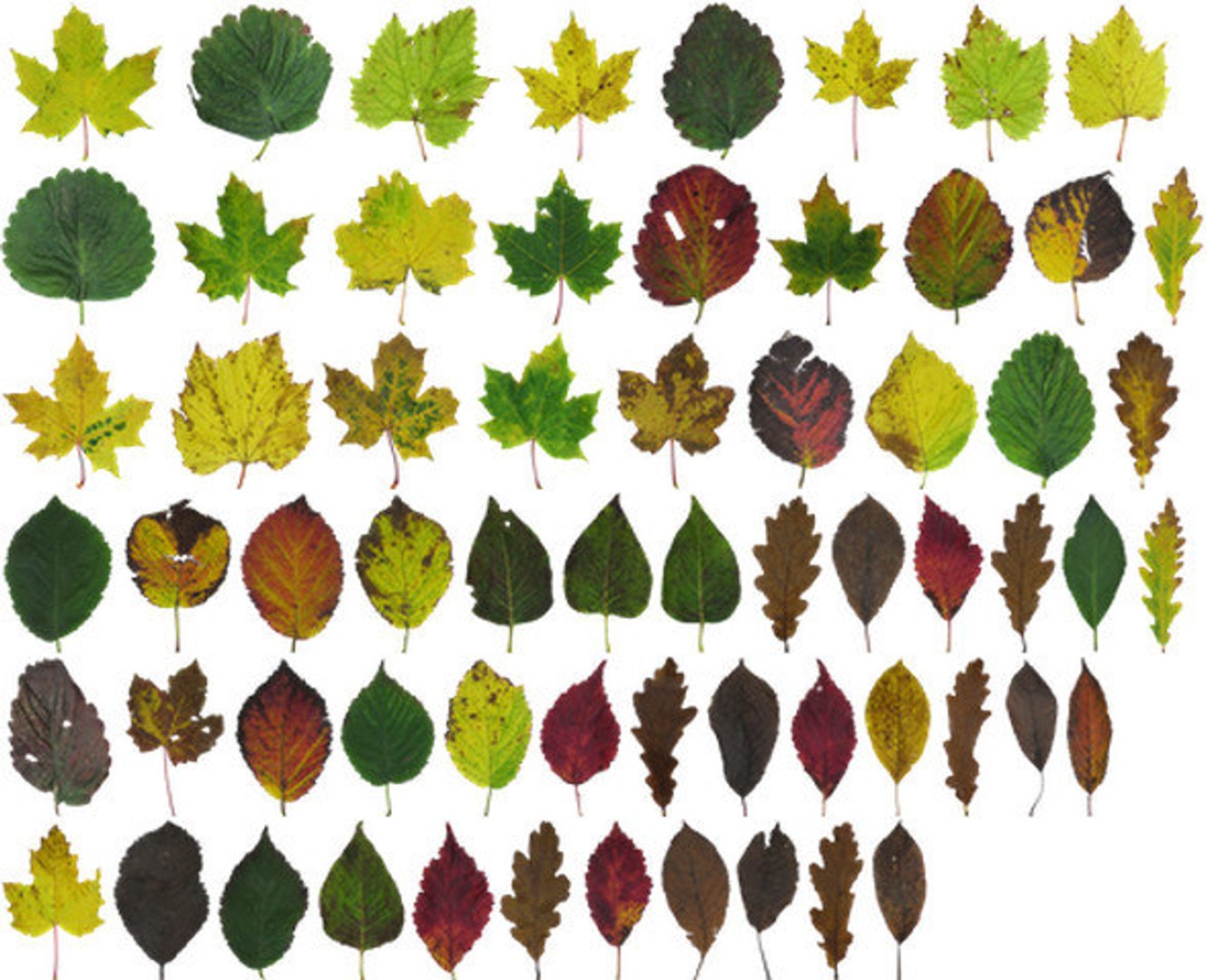 Leaf Pack: Fall 2016 - TurboSquid 1121074