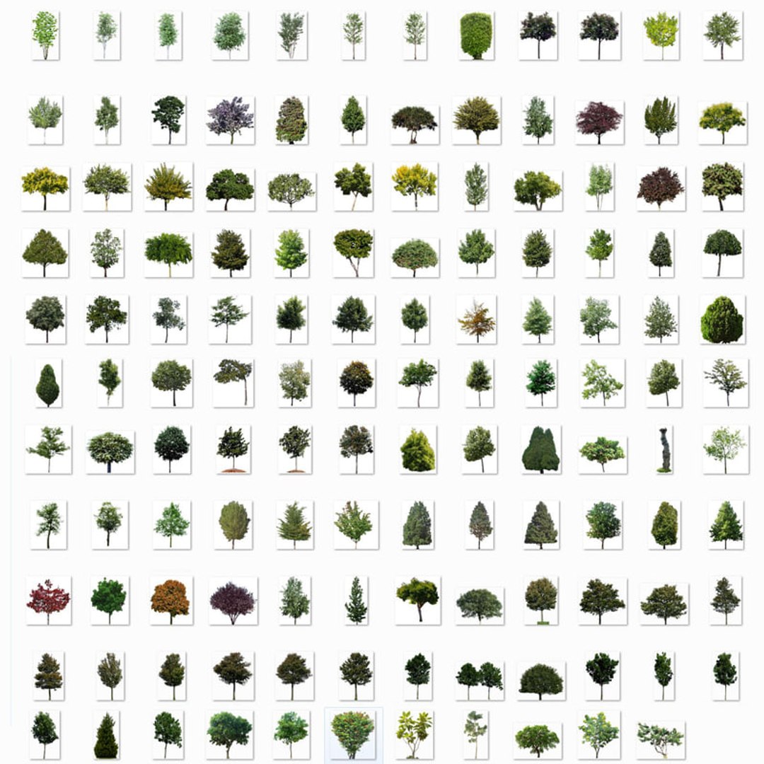 389 CUTOUT TREES, PALMS AND PINES - TurboSquid 1247076