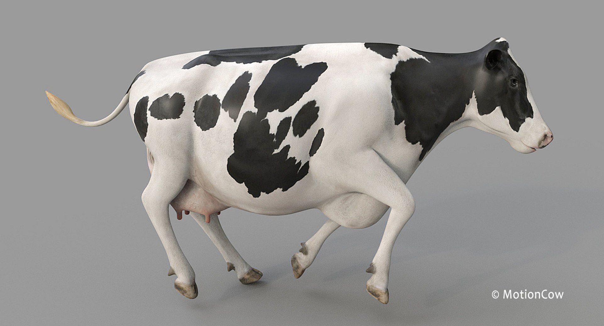 Cow Holstein Pro Animations 3D Model - TurboSquid 1407255