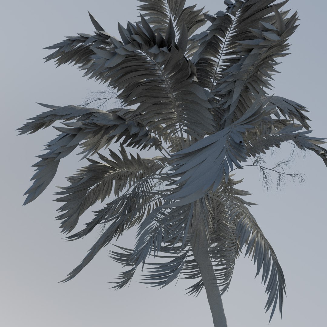 3D Model Hi Resolution Palm Tree - TurboSquid 1426347