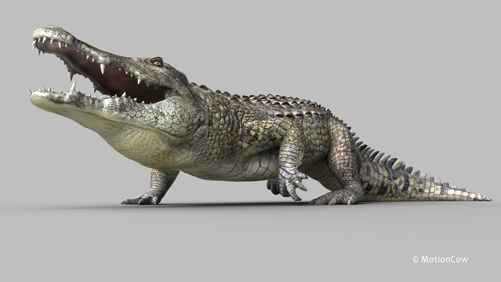 3D Model Realistic Crocodile Animating - TurboSquid 1441718
