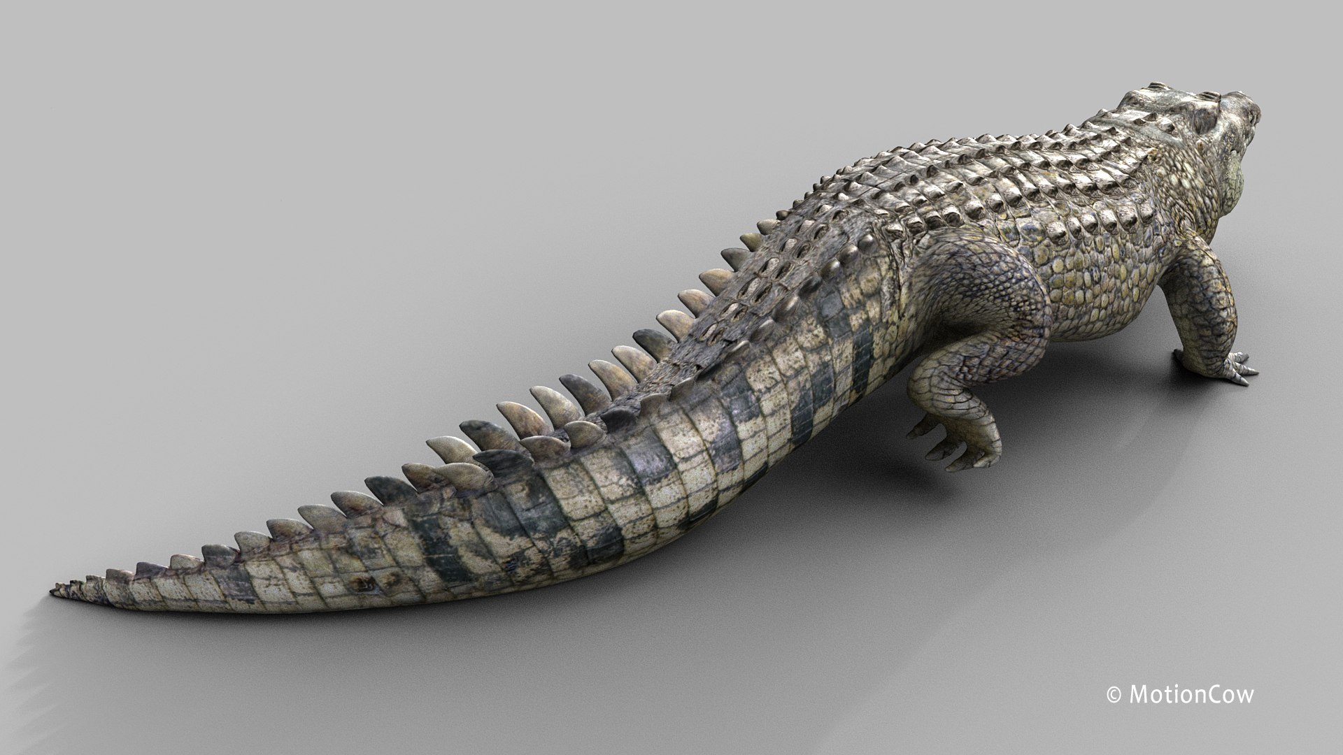 3D Model Realistic Crocodile Animating - TurboSquid 1441718