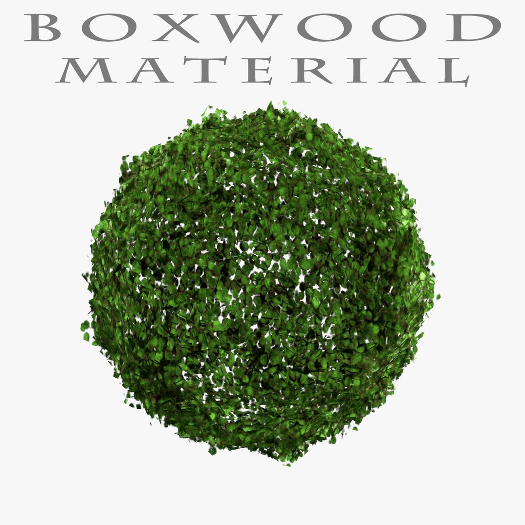 Boxwood Blender Material - TurboSquid 885969