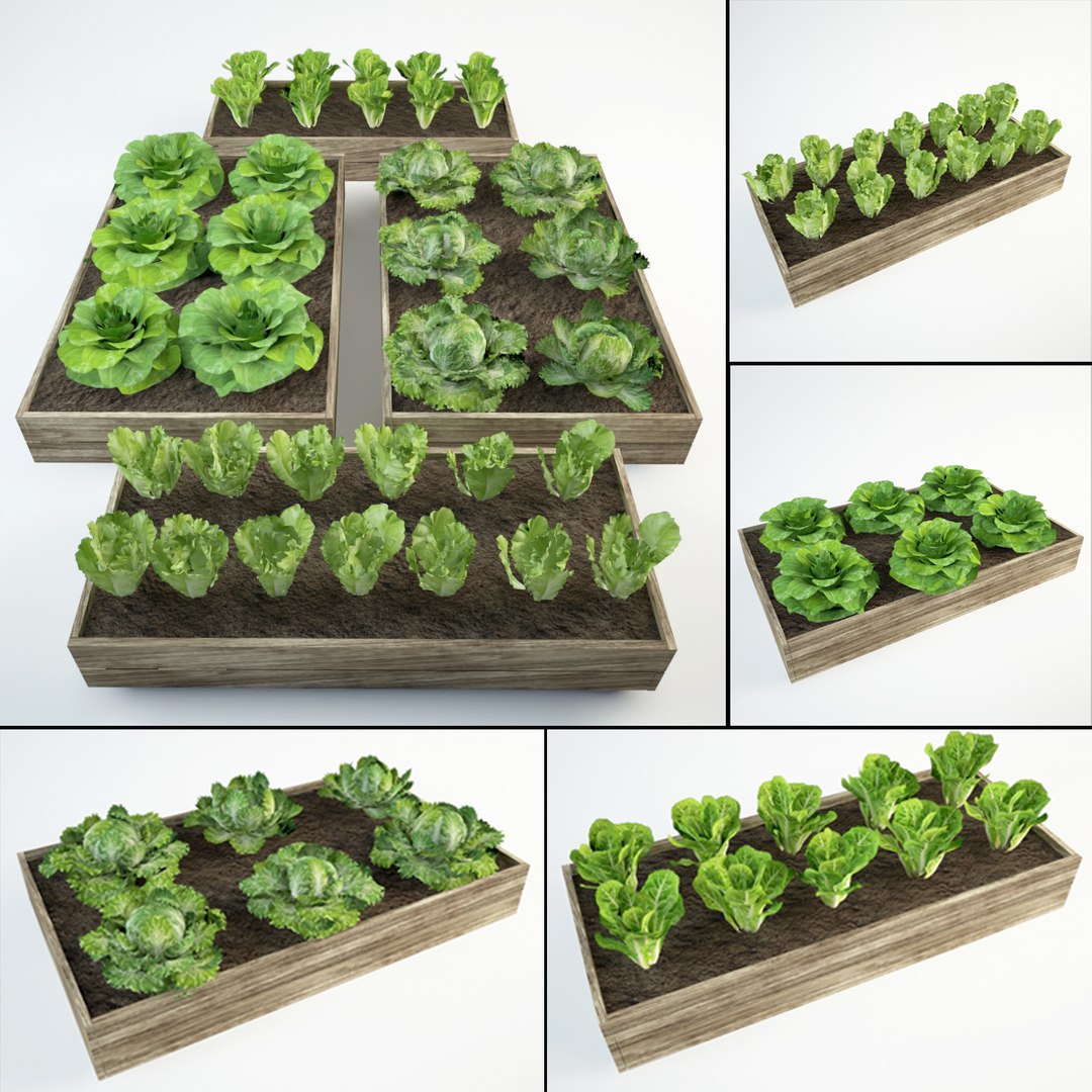 36 Lettuce Lactuca 3D - TurboSquid 1455522
