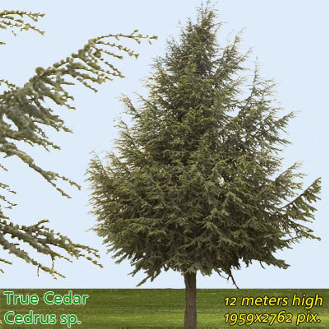 True Cedar Tree Texture ---------------------- High Resolution ...