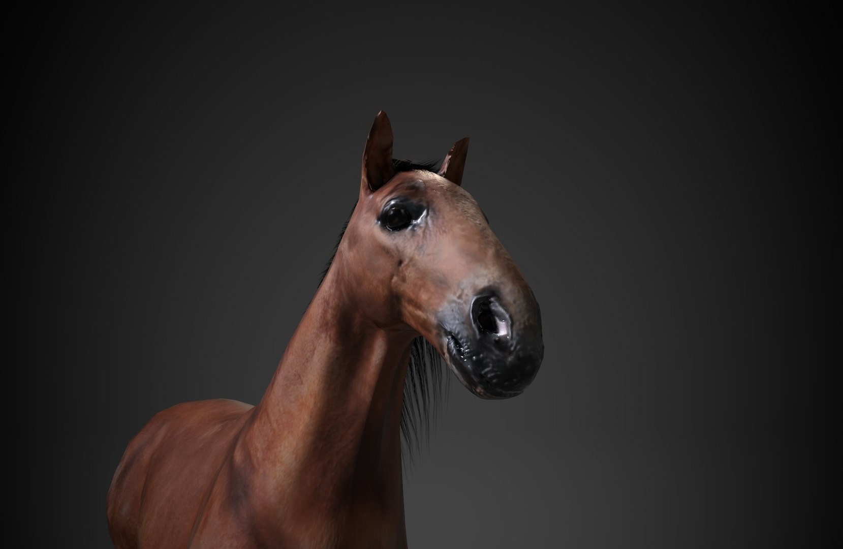 Horse Skin 3D Model - TurboSquid 1475538