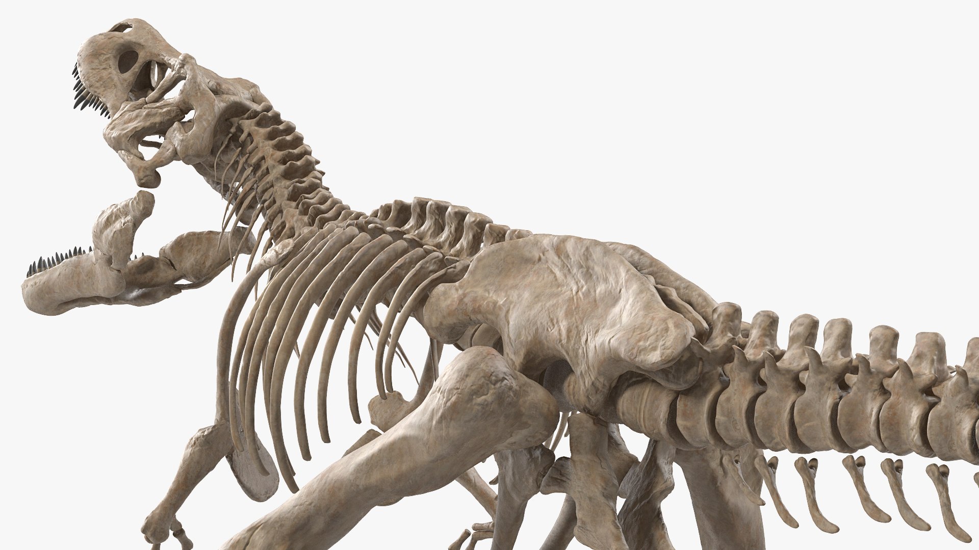 3D Model Tyrannosaurus Rex Skeleton Standing - TurboSquid 1482326