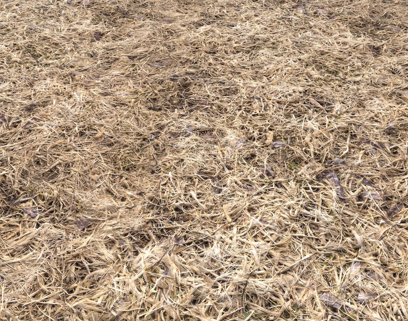 Forest Terrain Dirt Pack 12 - TurboSquid 1487275