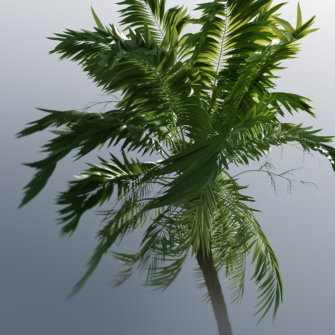 3D Model Hi Resolution Palm Tree - TurboSquid 1426347
