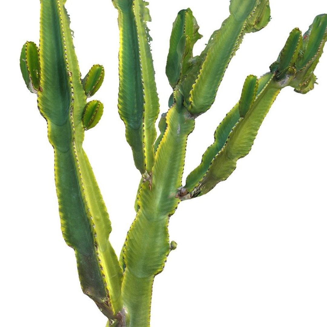 real cactus 8k 3d max