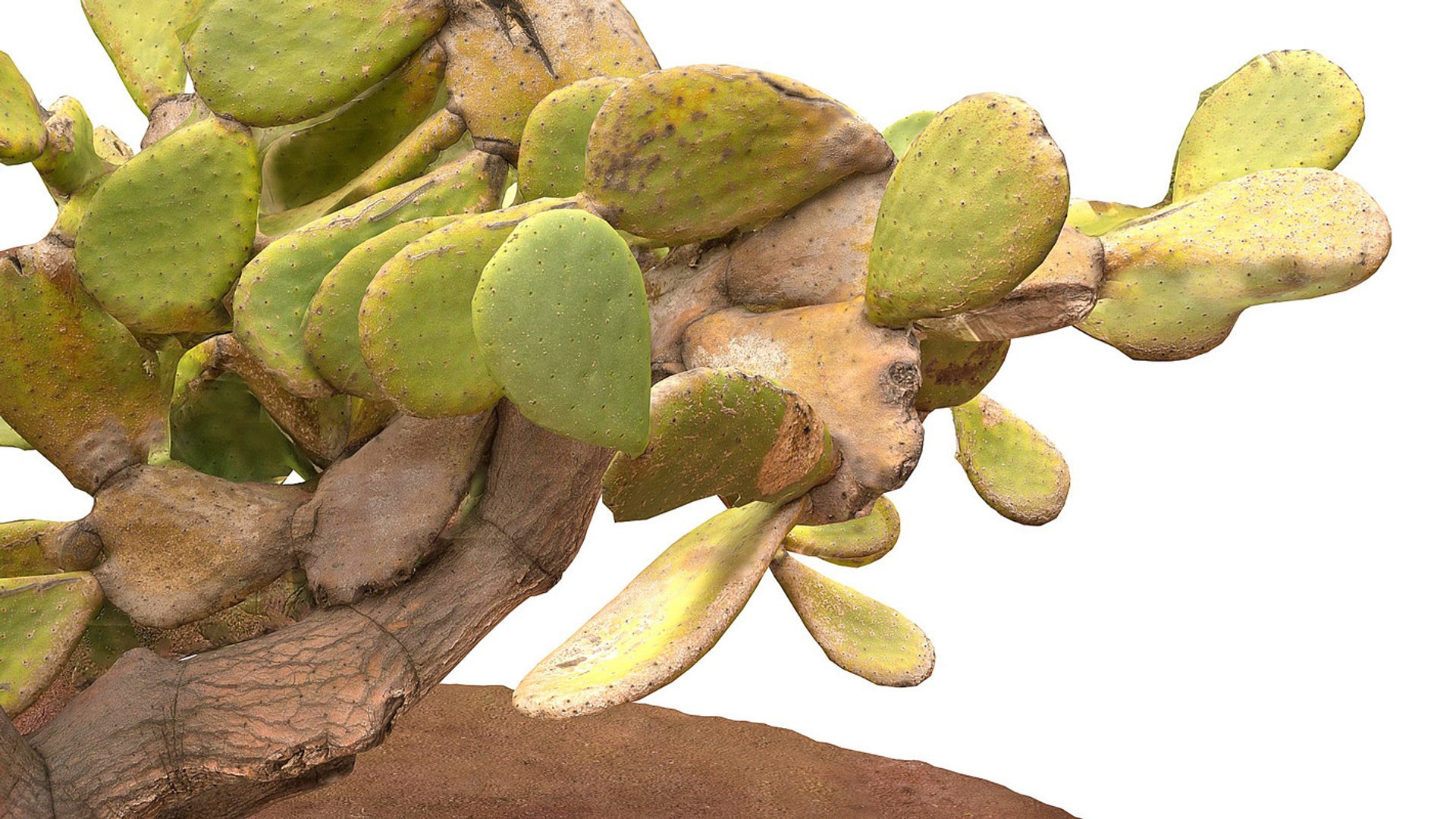 real cactus 8k 3d max