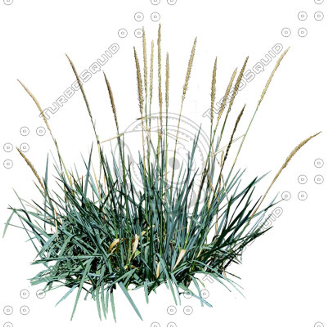 Grass_17.tga - TurboSquid 417769