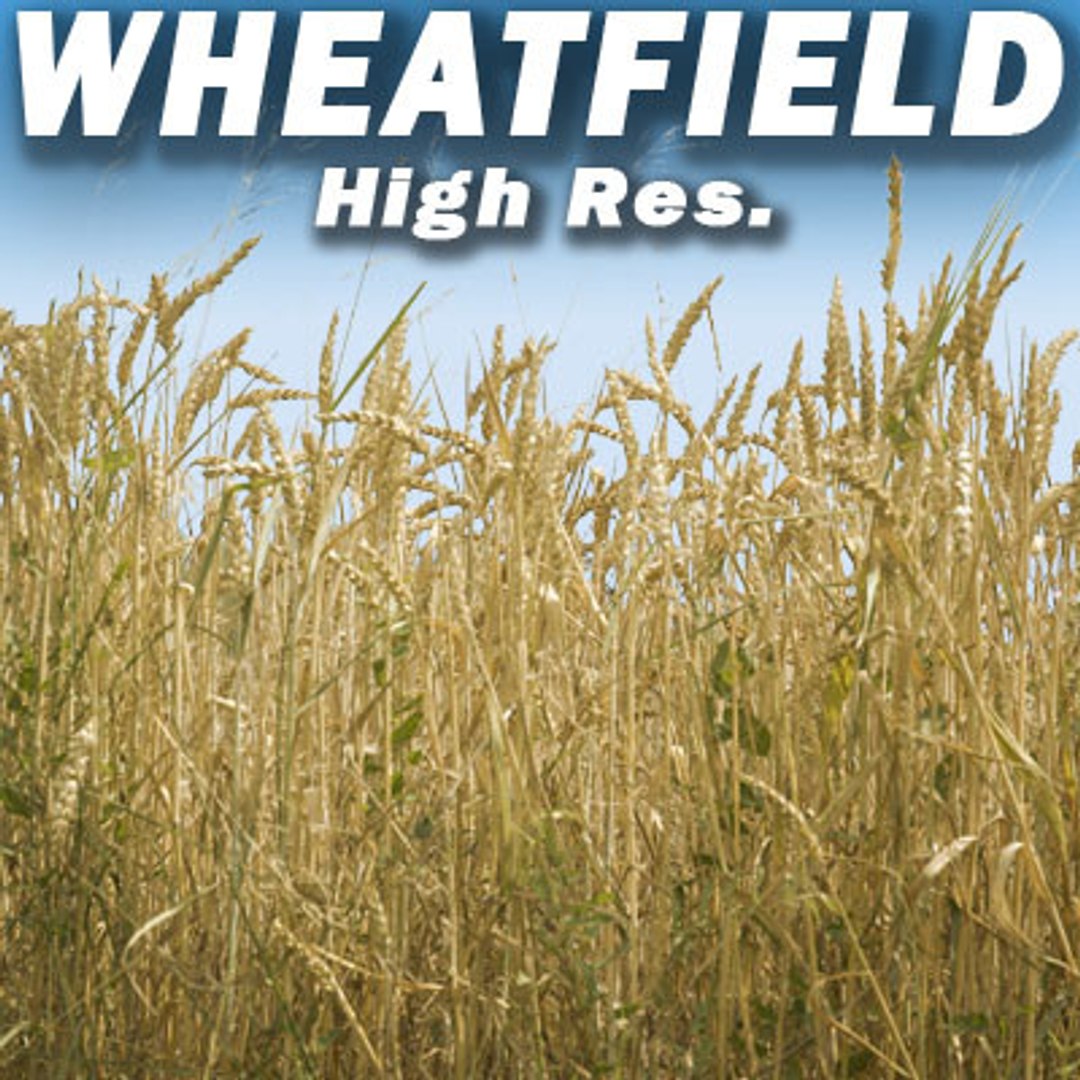 Wheat Field Texture High Resolution - TurboSquid 370763