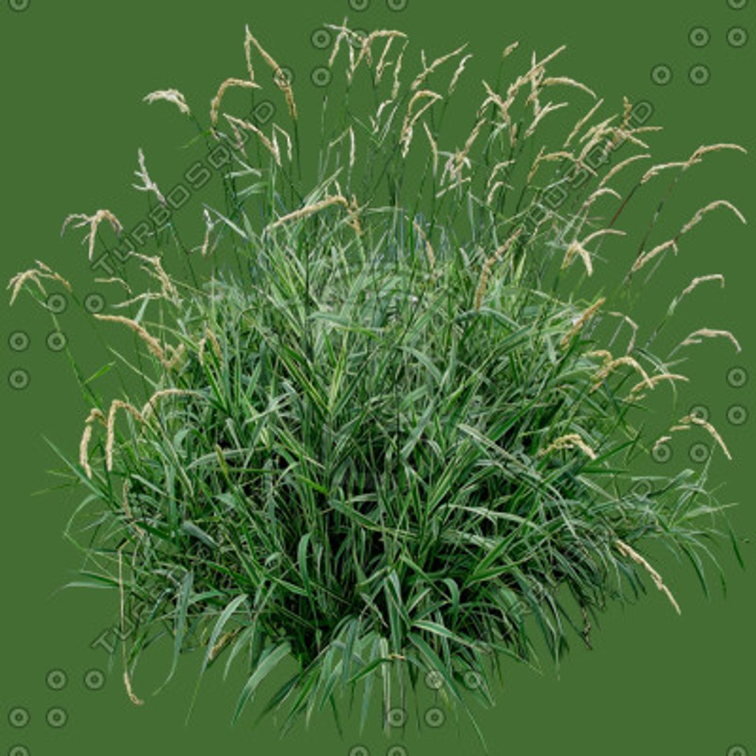Grass_09.tga - TurboSquid 409211