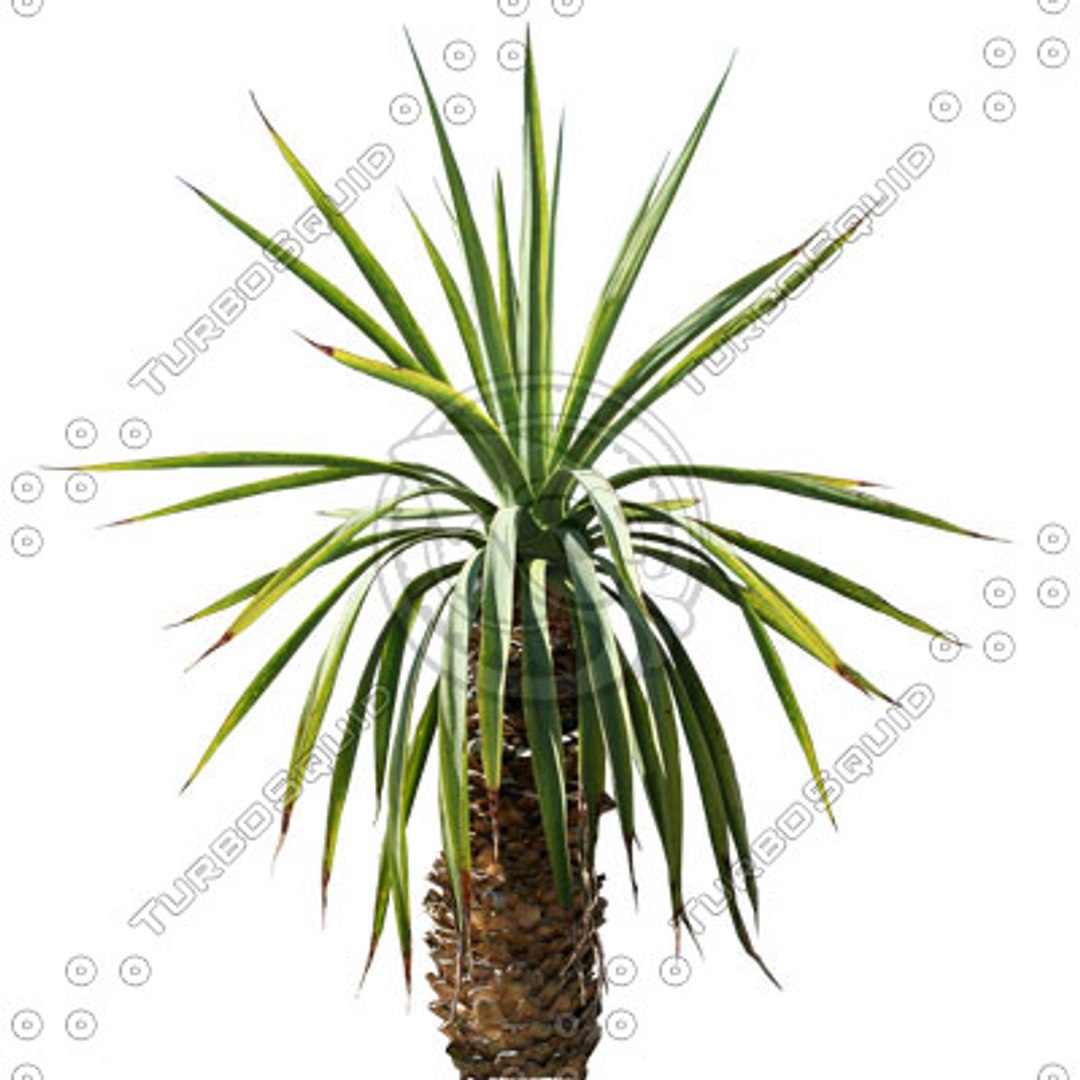 Palm_N_01.tga - TurboSquid 393023