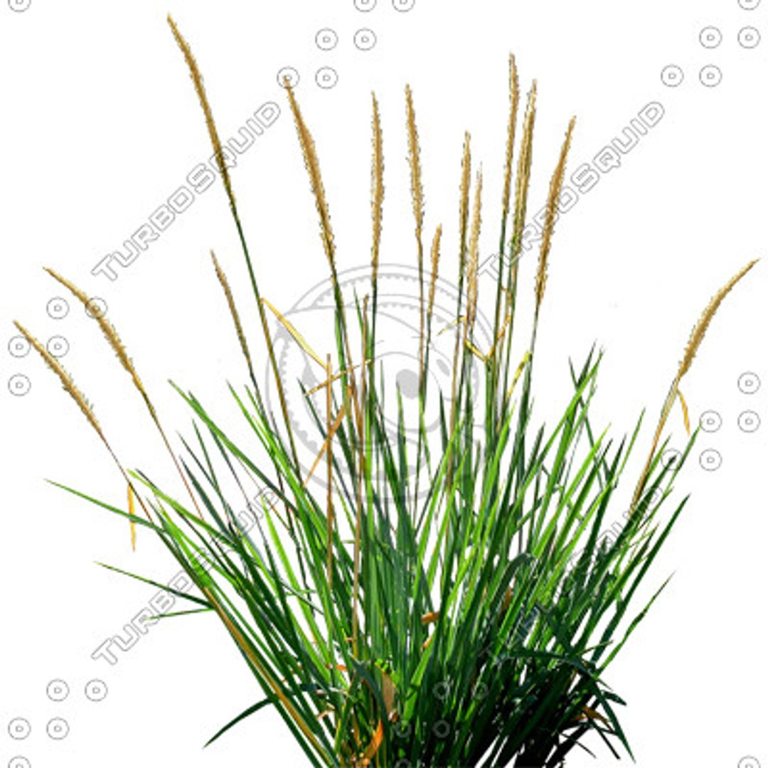 Grass_18.tga - TurboSquid 417770