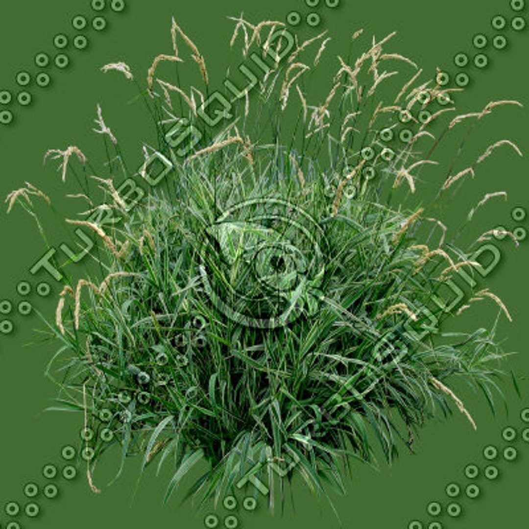 Grass_09.tga - TurboSquid 409211