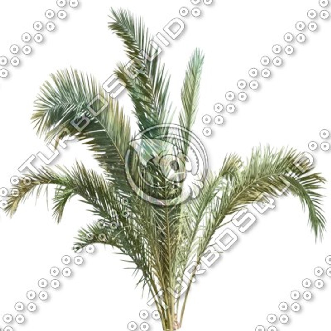 Branch_palm_2.tga - TurboSquid 353995